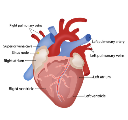 Irregular heartbeat: symptoms and causes • Heart Research Institute